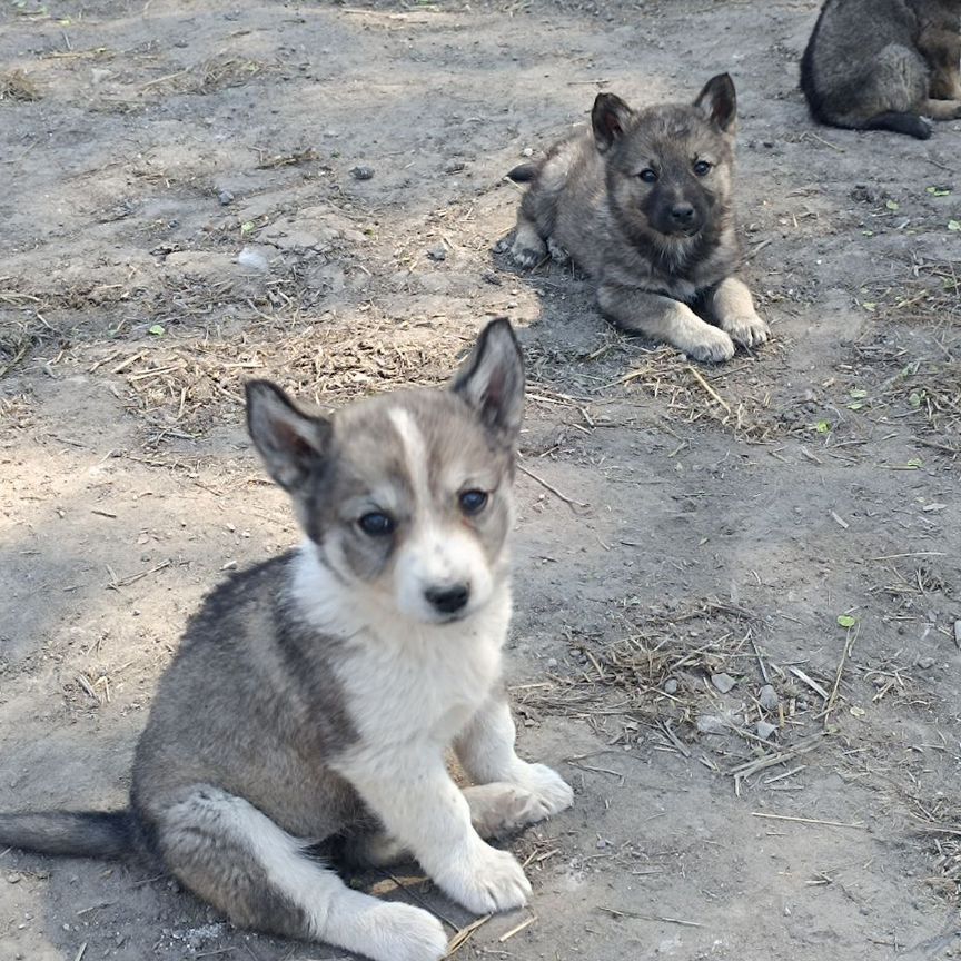 Щенок в добрые руки бесплатно