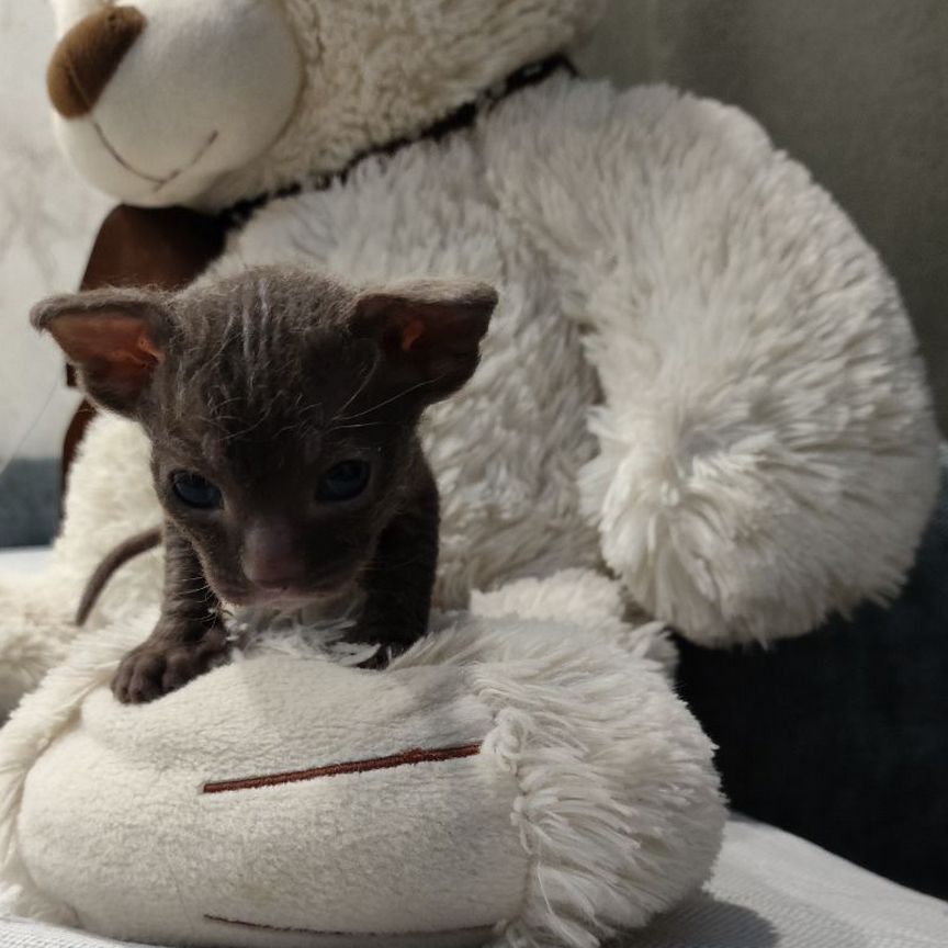 Канадский сфинкс котёнок