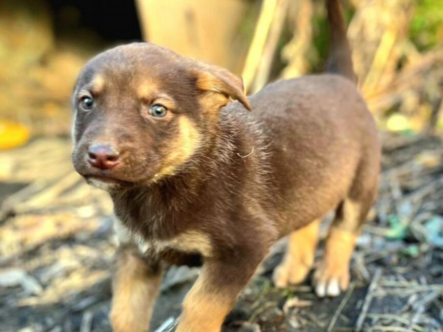 Собака дворняжка щенок, 3 месяца