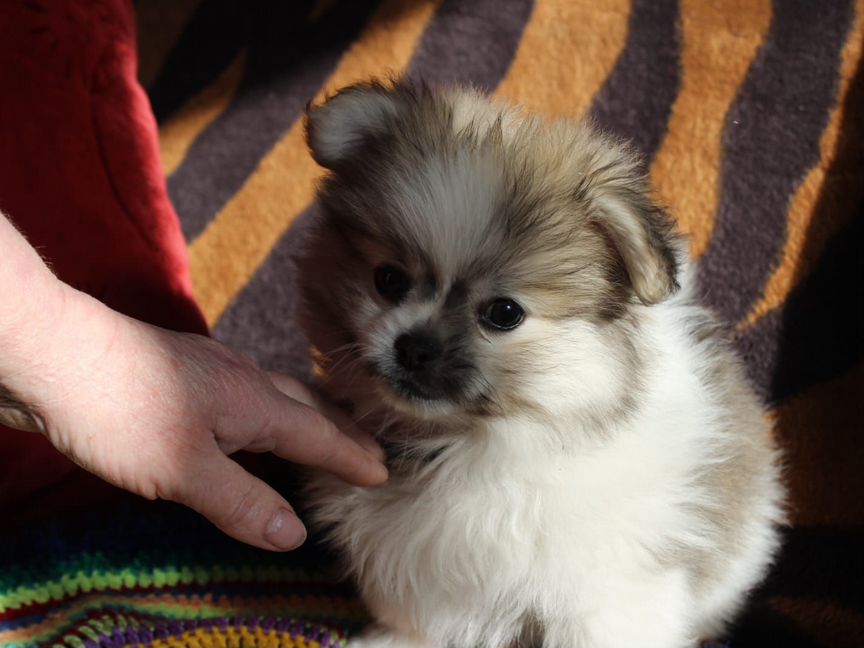 Щенки шпица