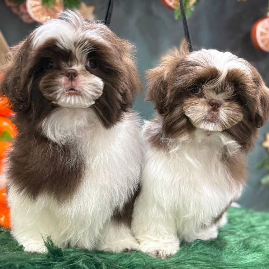 Ши-тцу, щенок