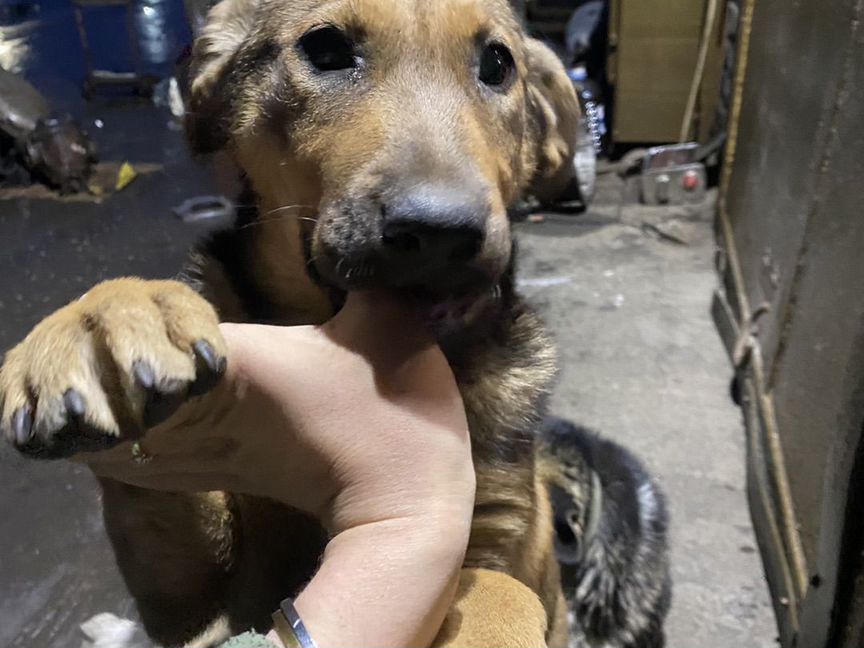 Щенки овчарки в добрые руки