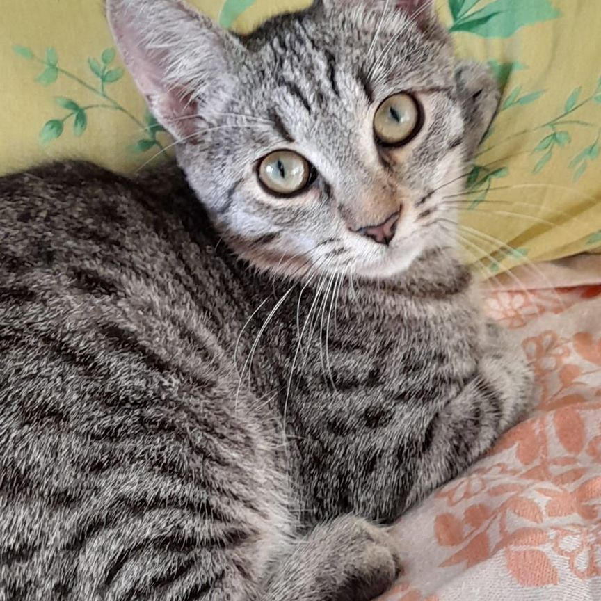 Котик 7 мес
