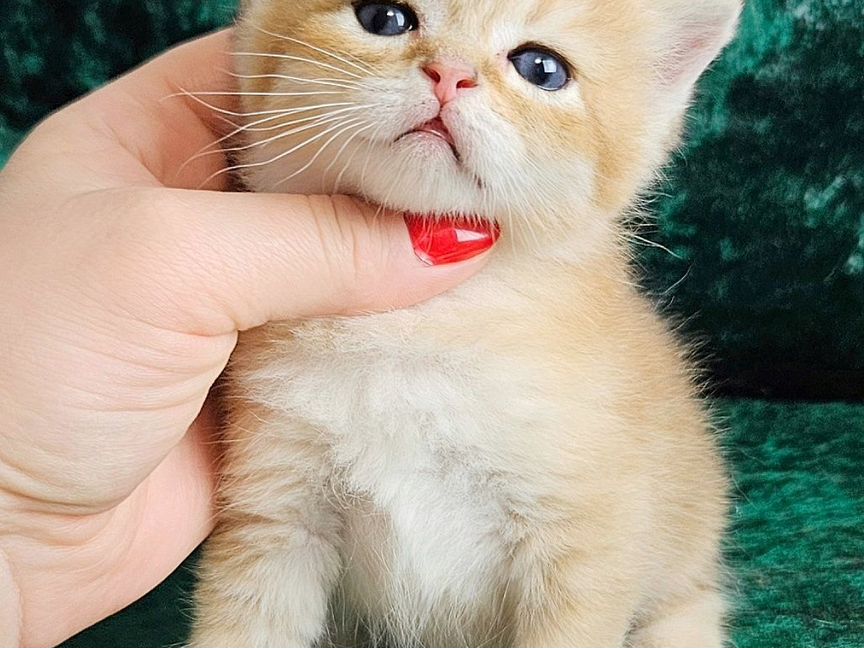 Мальчик шотландец