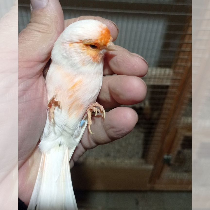 Канарейка Липохром Красный мазаик