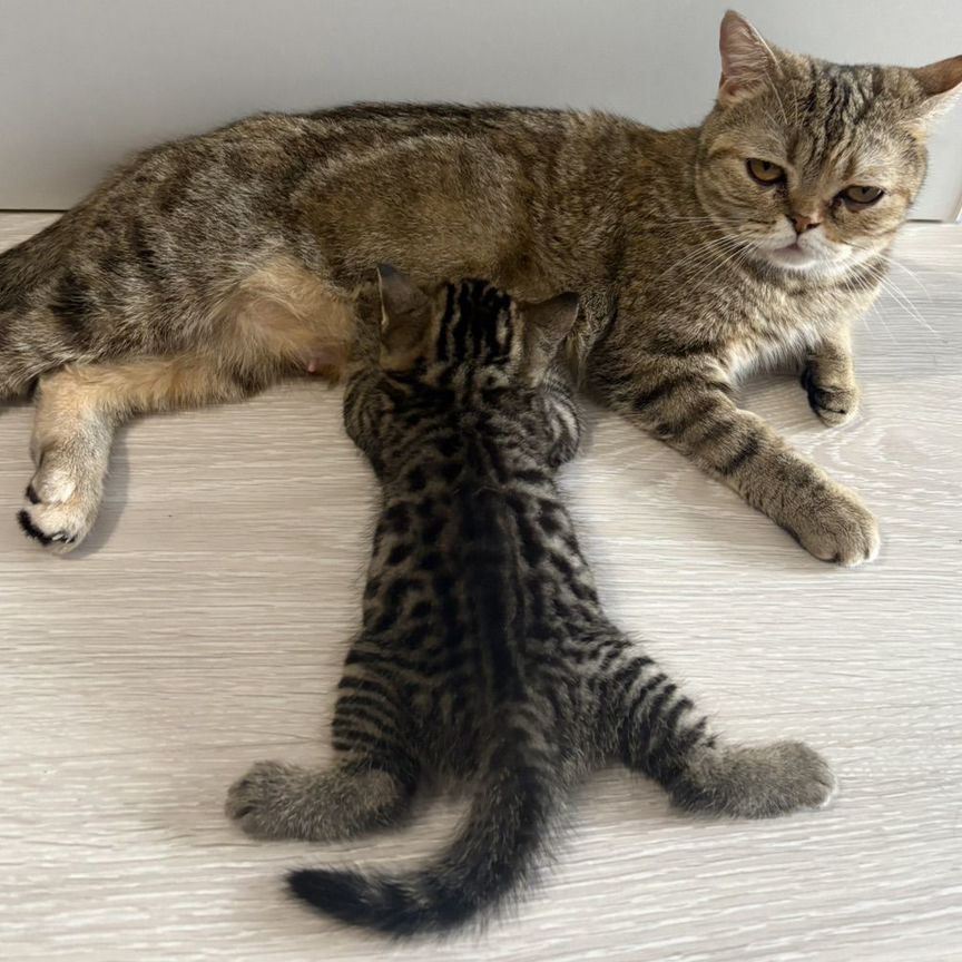 Шотландская кошка
