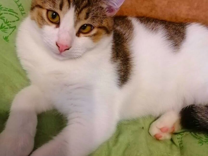 Косенькие самые очаровательные. Шурик