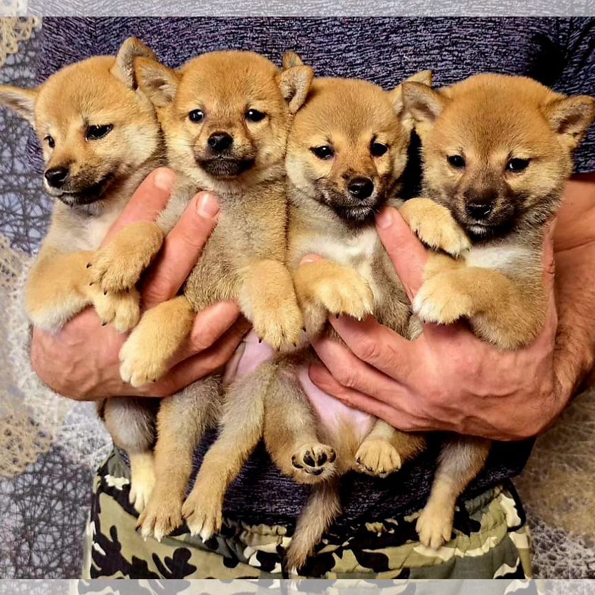Сиба-ину, щенок