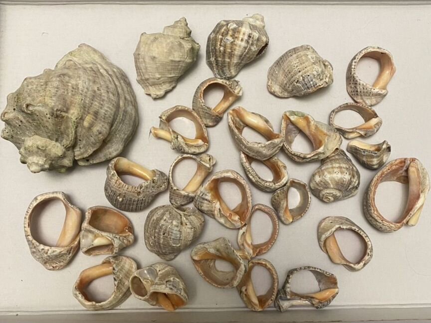 Ракушки бесплатно