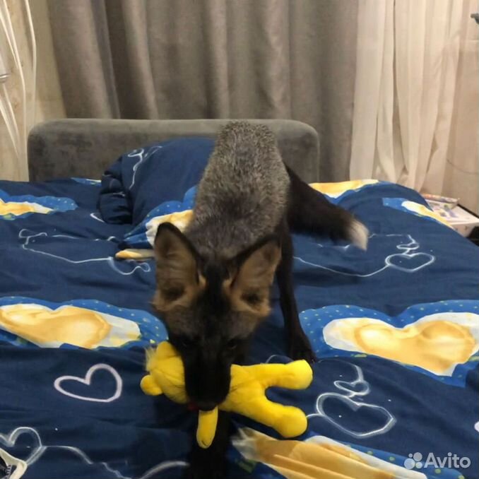 Экзотические животные