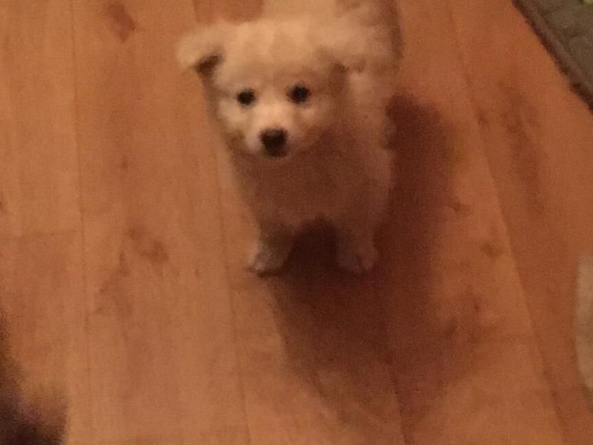 Собачки ищут дом