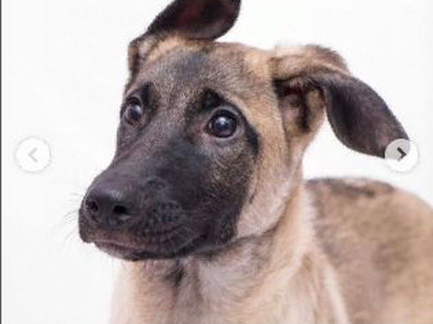 Дарим Шурика, пес с умными глазами