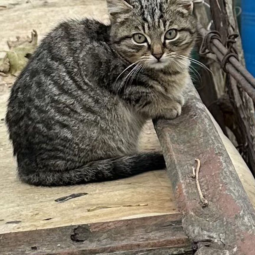 Котенок (кот) даром