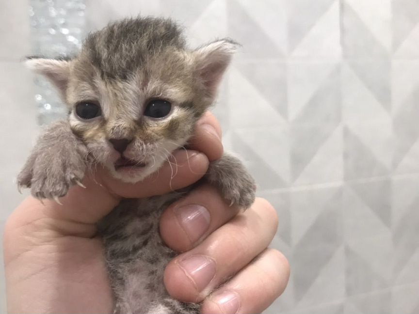 Донской сфинкс котята