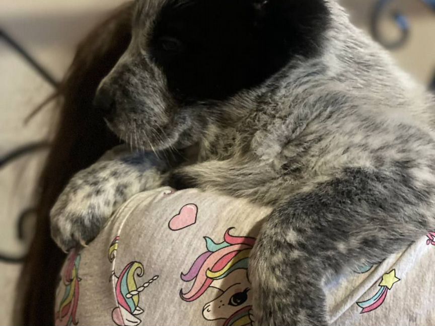 Азиаты в Шоу