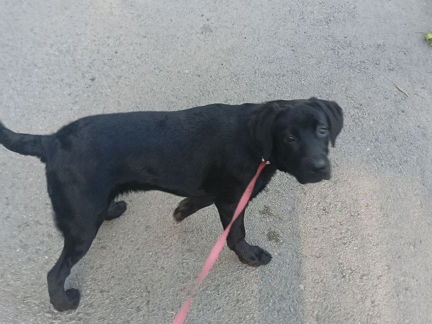 Лабродоры щенки