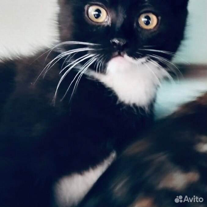 Нарядный котенок