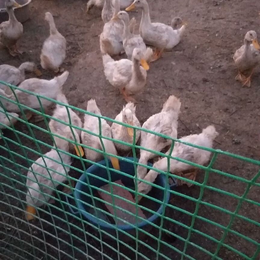 Утка подросток бролерные