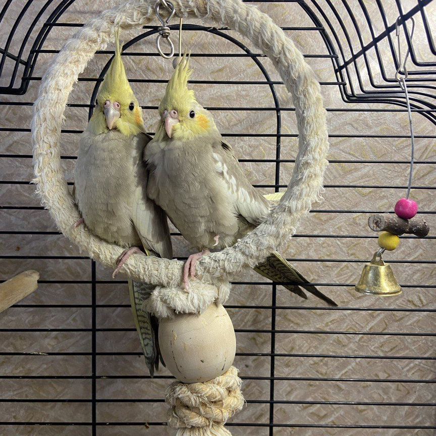 Продам попугая корелла