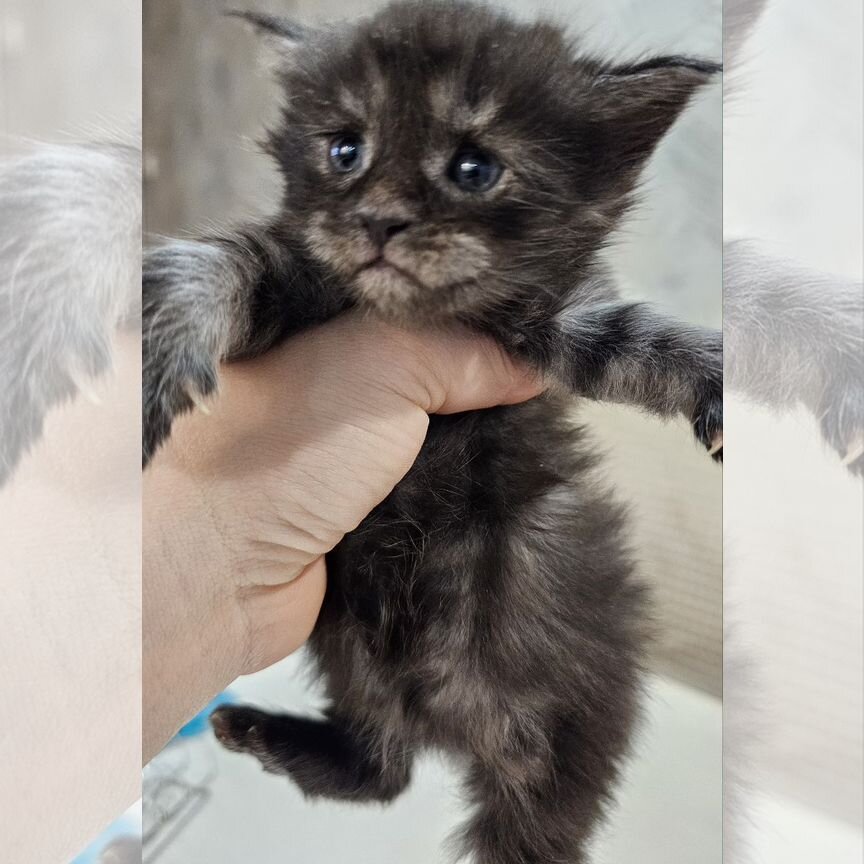 Мейн-кун котёнок