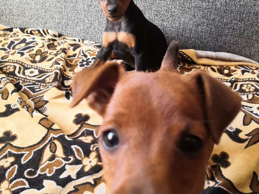 Щенки цвергпинчера