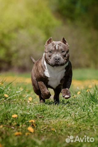 Американский булли/микро/micro/Muscletone's/10 мес