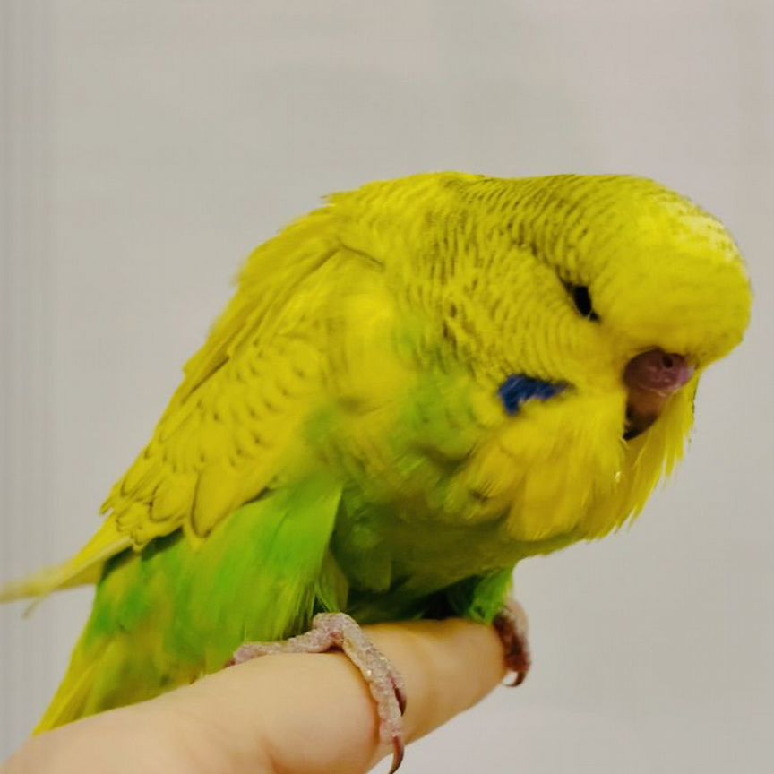 Выставочные волнистые попугаи. Чехи