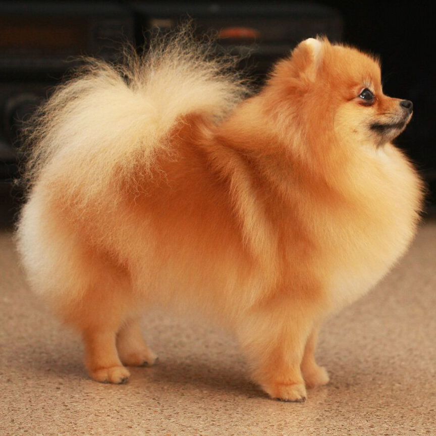 Померанский шпиц, щенок