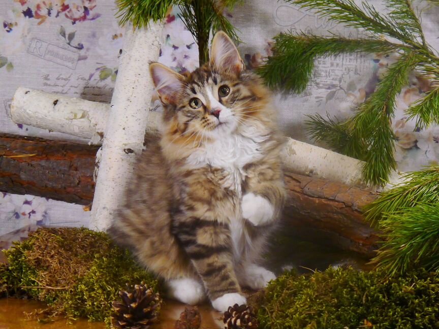 Норвежские лесные котята