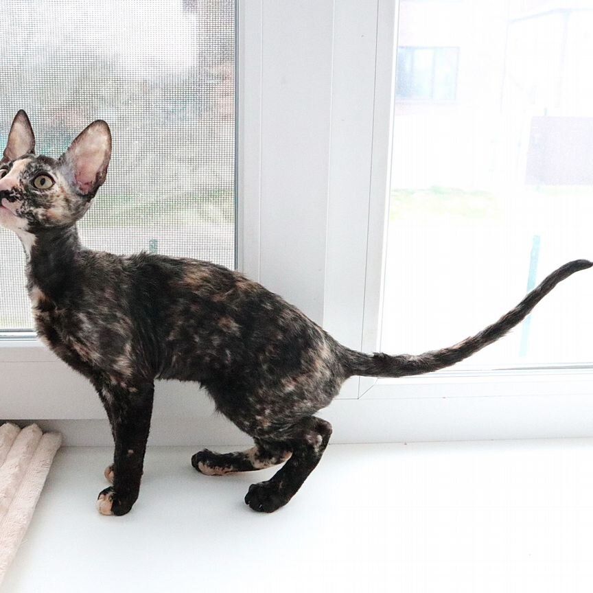 Корниш-рекс котёнок