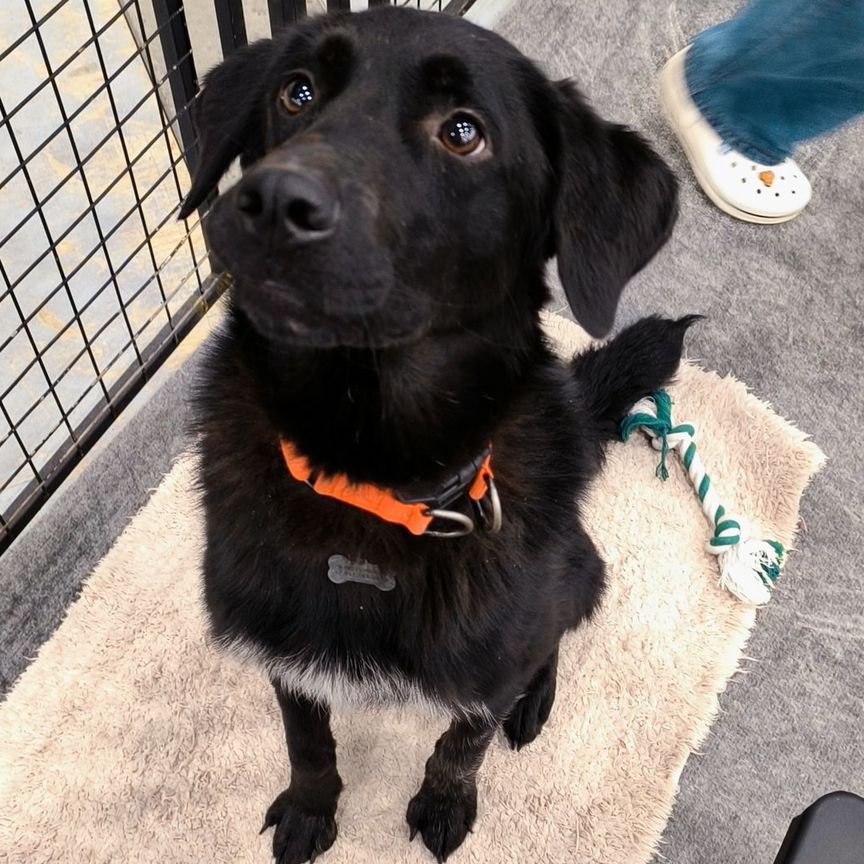 Взрослый пёс в добрые руки