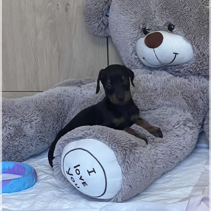 Доберман, щенок