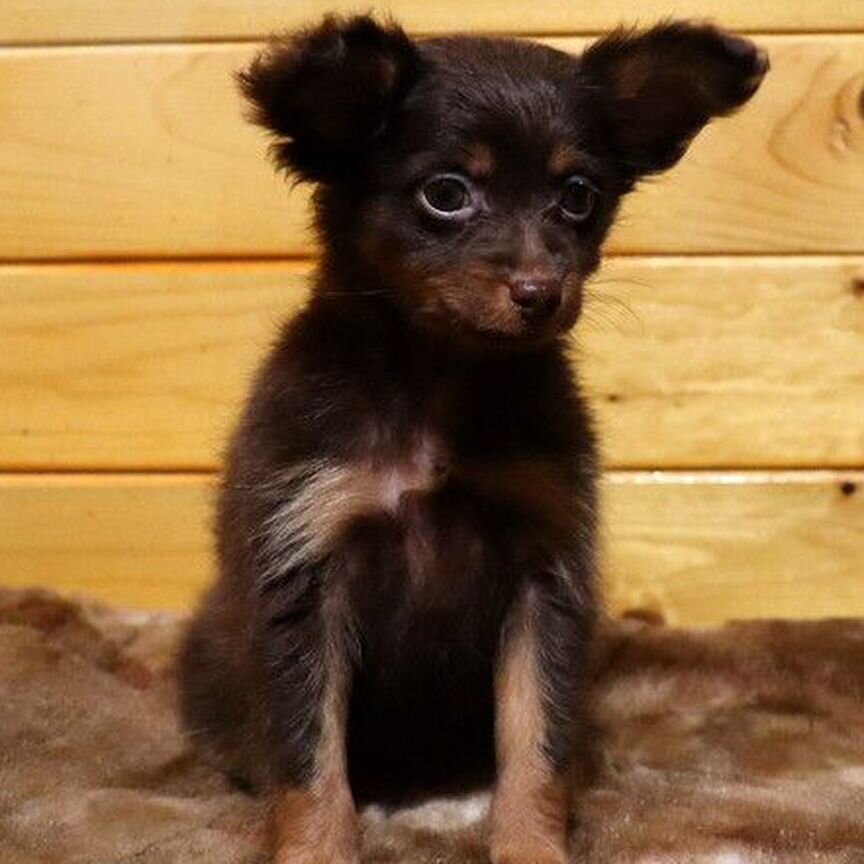 Русский той-терьер, щенок