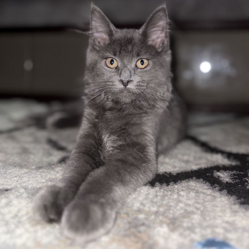 Мейн-кун котёнок