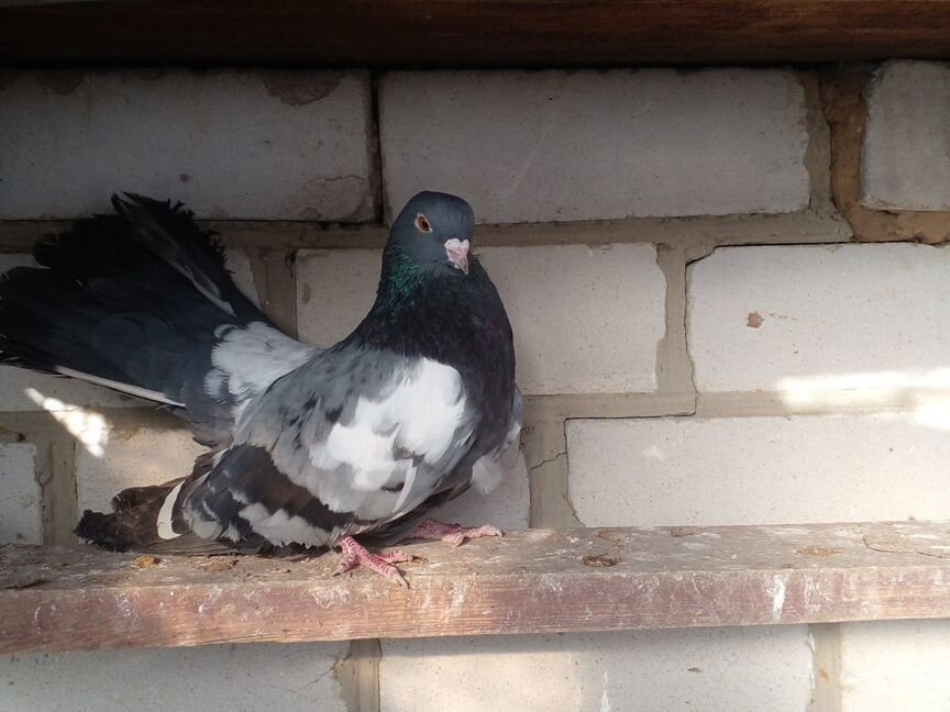 Голуби цариценские