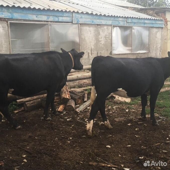 Абердин ангусы