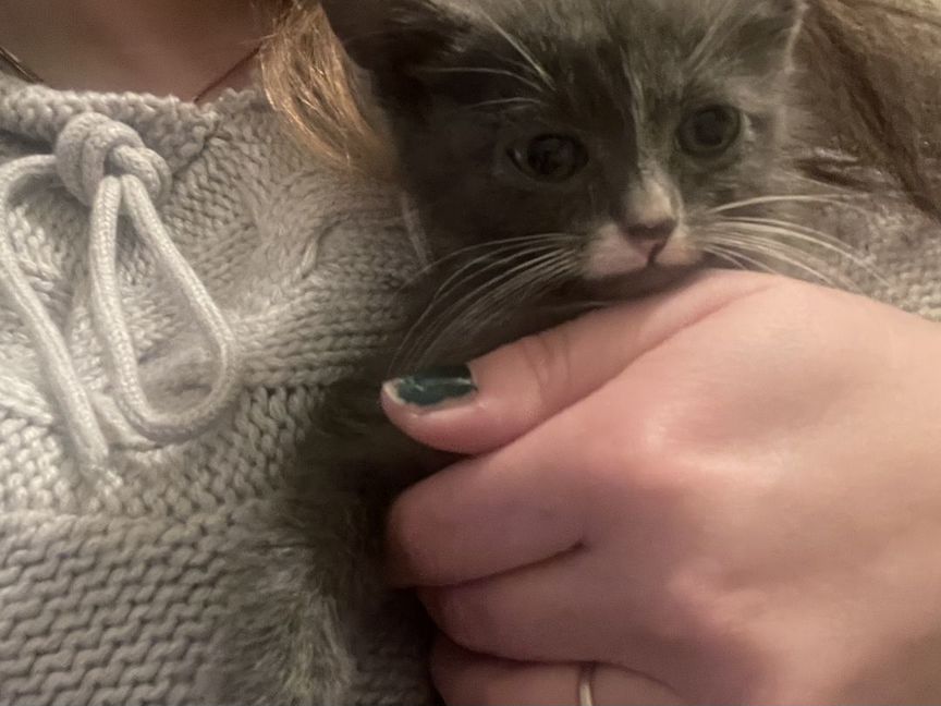 Чудесные котятки 2 месяца
