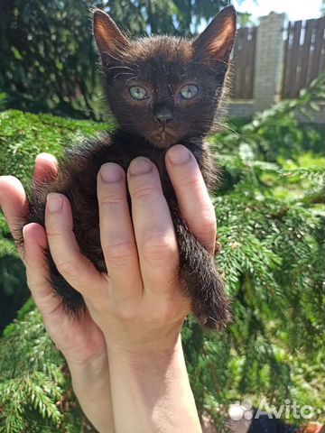 Котята Уголечки в добрые руки