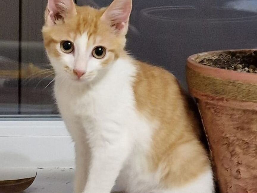 Рыжие котята в добрые руки