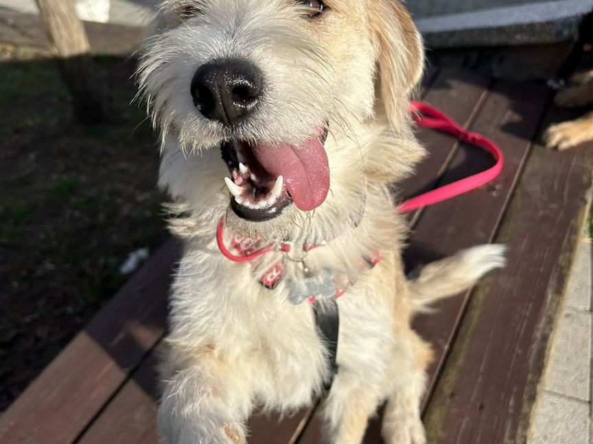 Булочка Мальвина ищет хозяев