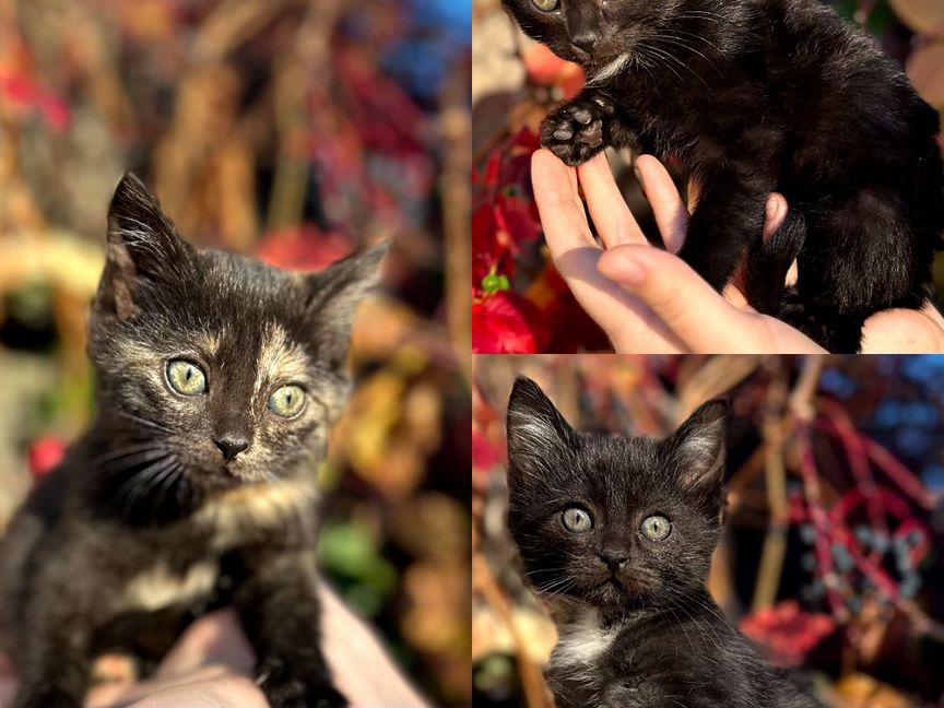 Котята в добрые руки