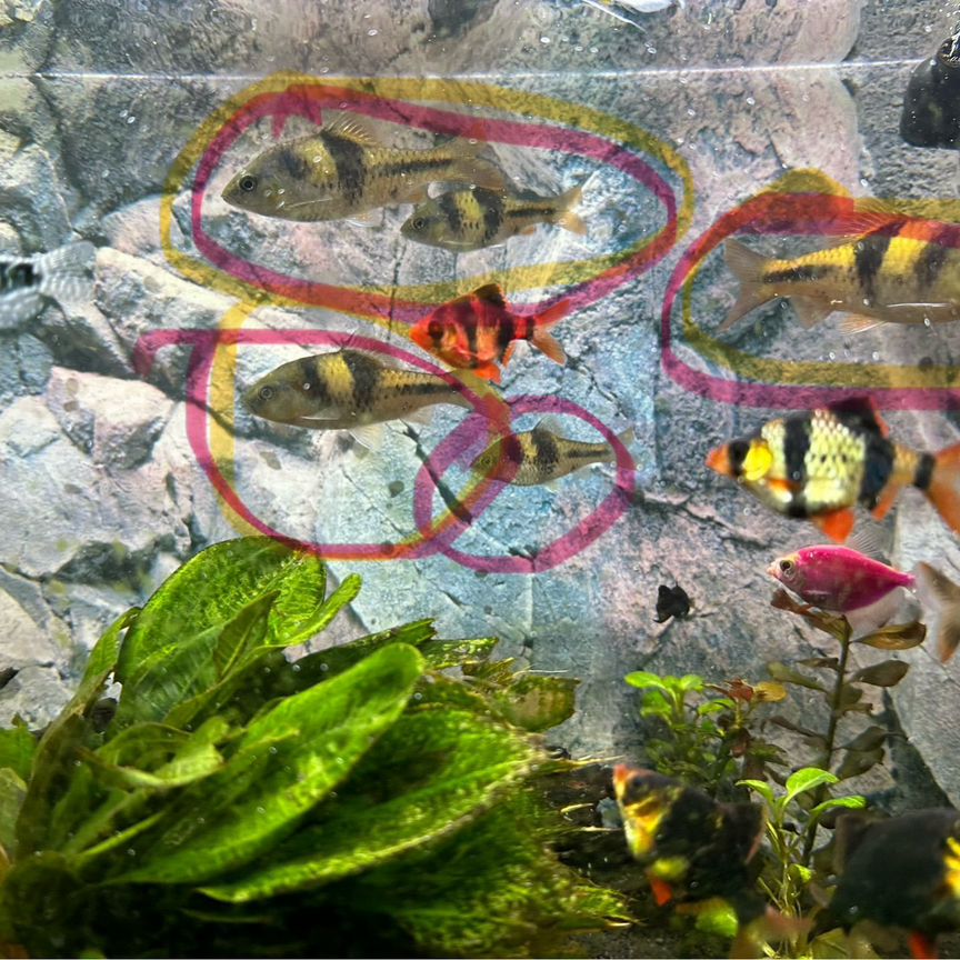 Крестовые барбусы