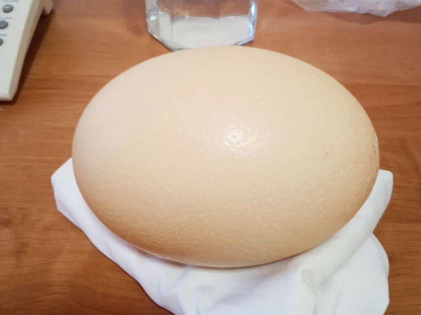 Яйцо страуса