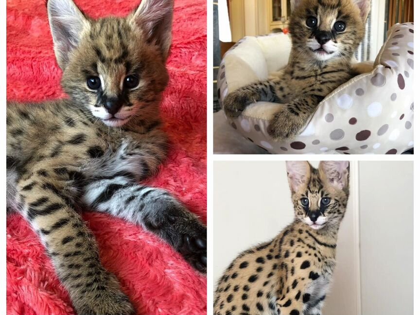 Саванна котята ручные