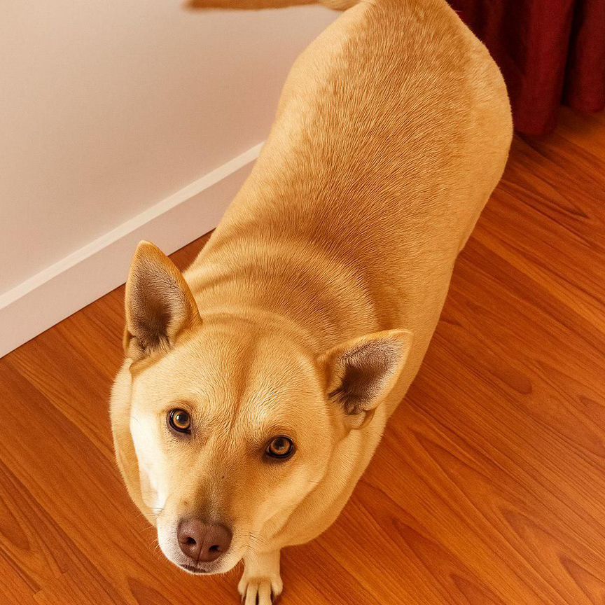 Взрослая собака в добрые руки