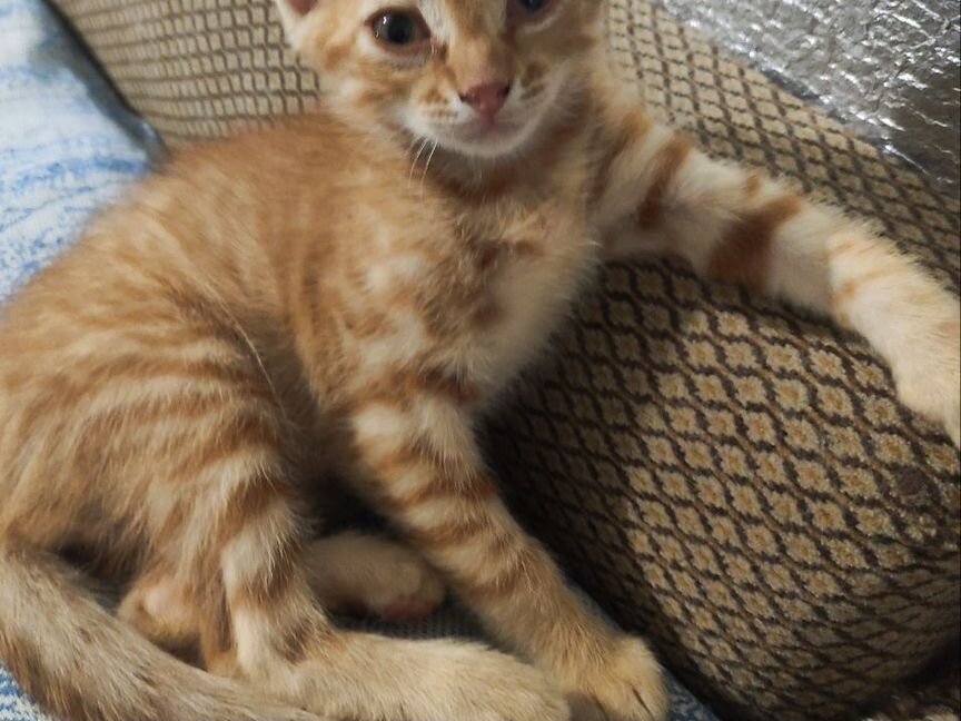 Котята