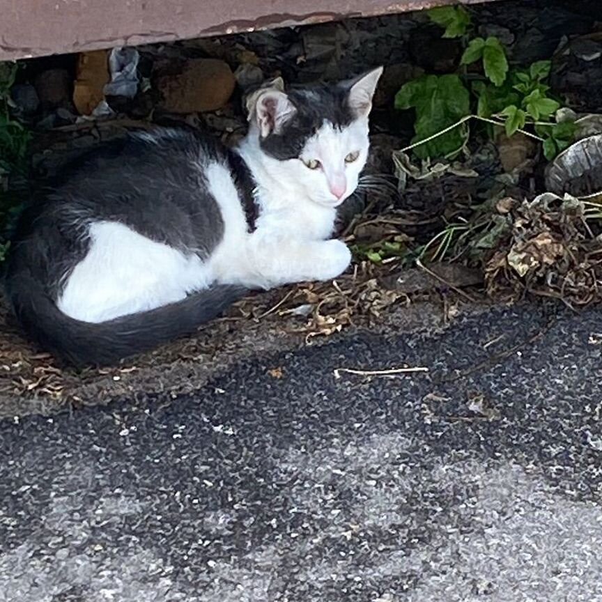 Котячья молодежь в добрые руки