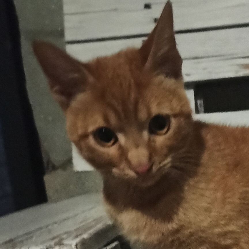 Рыжий котенок мальчик