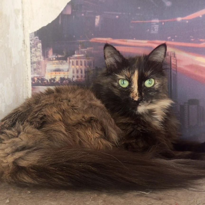 Кошка Клякса 2 года