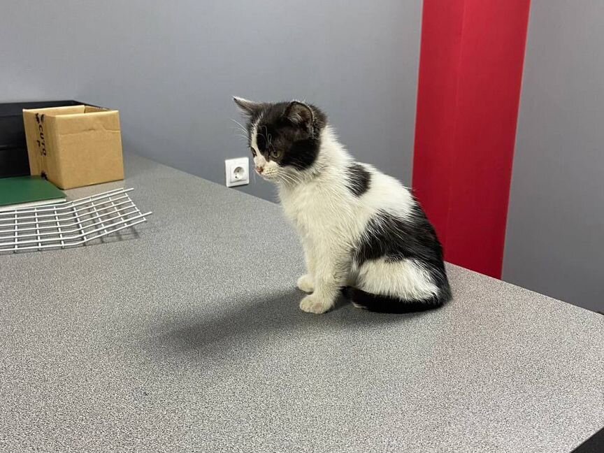 Маленькая девочка ищет дом